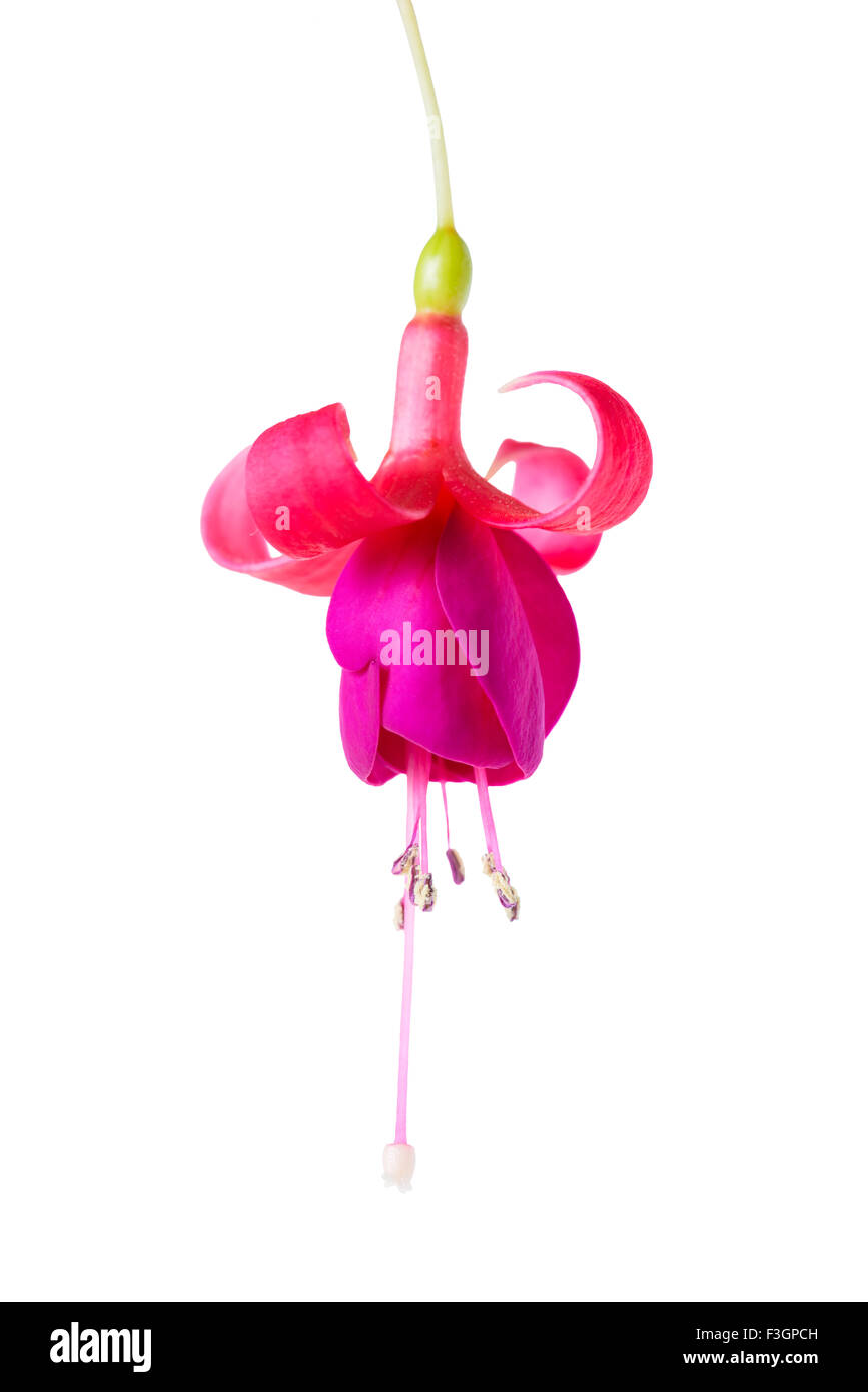 blooming beautiful single flower of lilac and red fuchsia is isolated ...