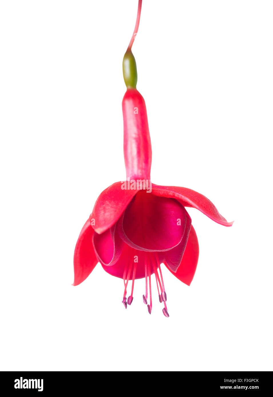 blooming beautiful single flower of red fuchsia is isolated on white ...
