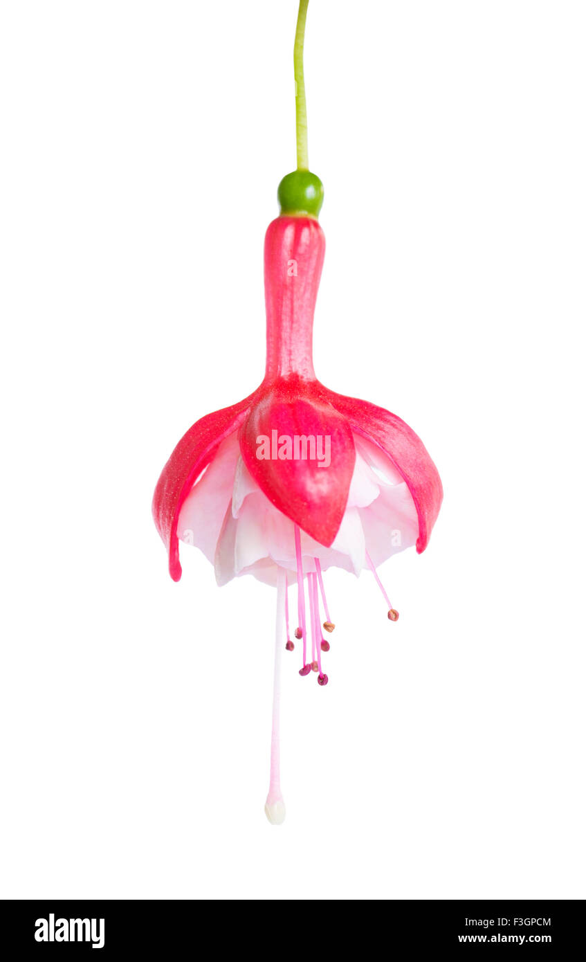 blooming beautiful single flower of white and pink fuchsia is isolated ...
