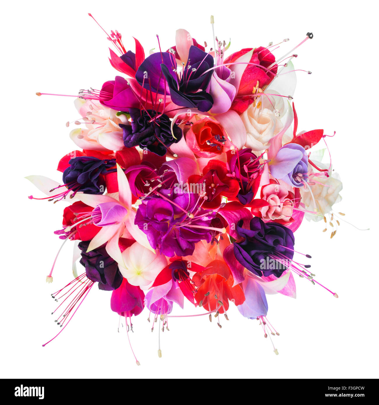 bouquet of colorful fuchsia flowers is isolated on white background ...