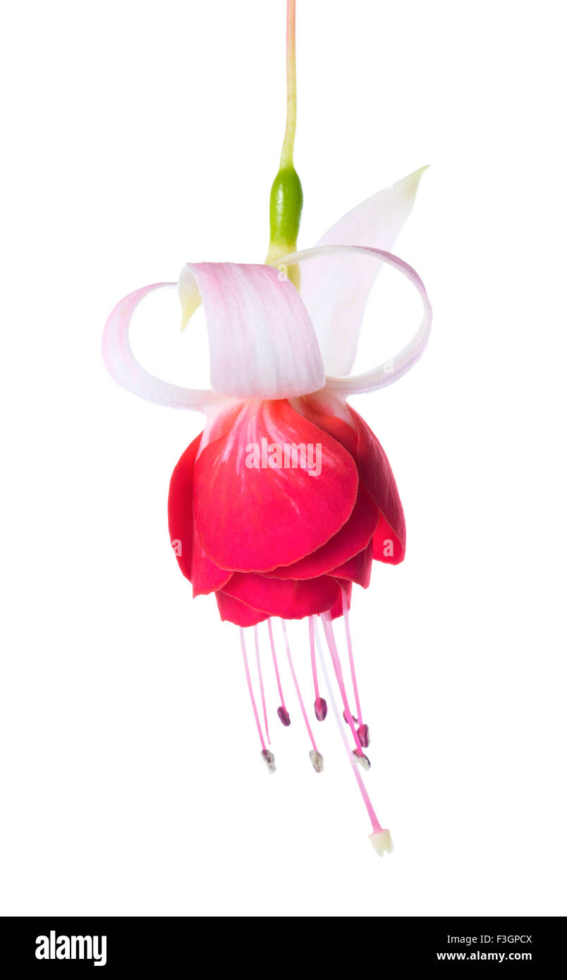 blooming beautiful single flower of white and red fuchsia is isolated ...