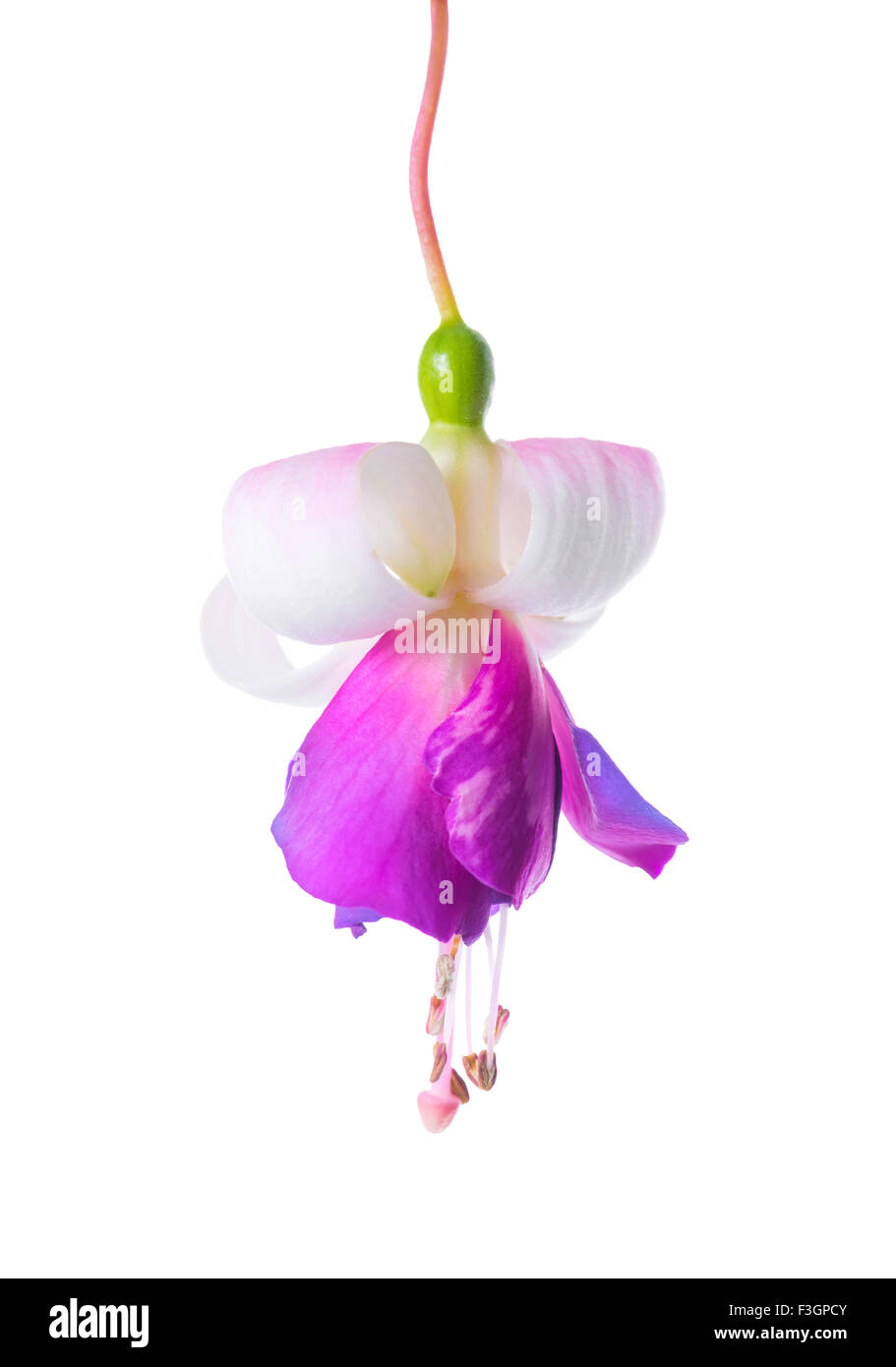 blooming beautiful single flower of white and lilac fuchsia is isolated ...