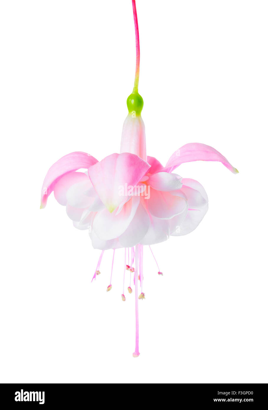 blooming beautiful single flower of white and gentle pink fuchsia is ...