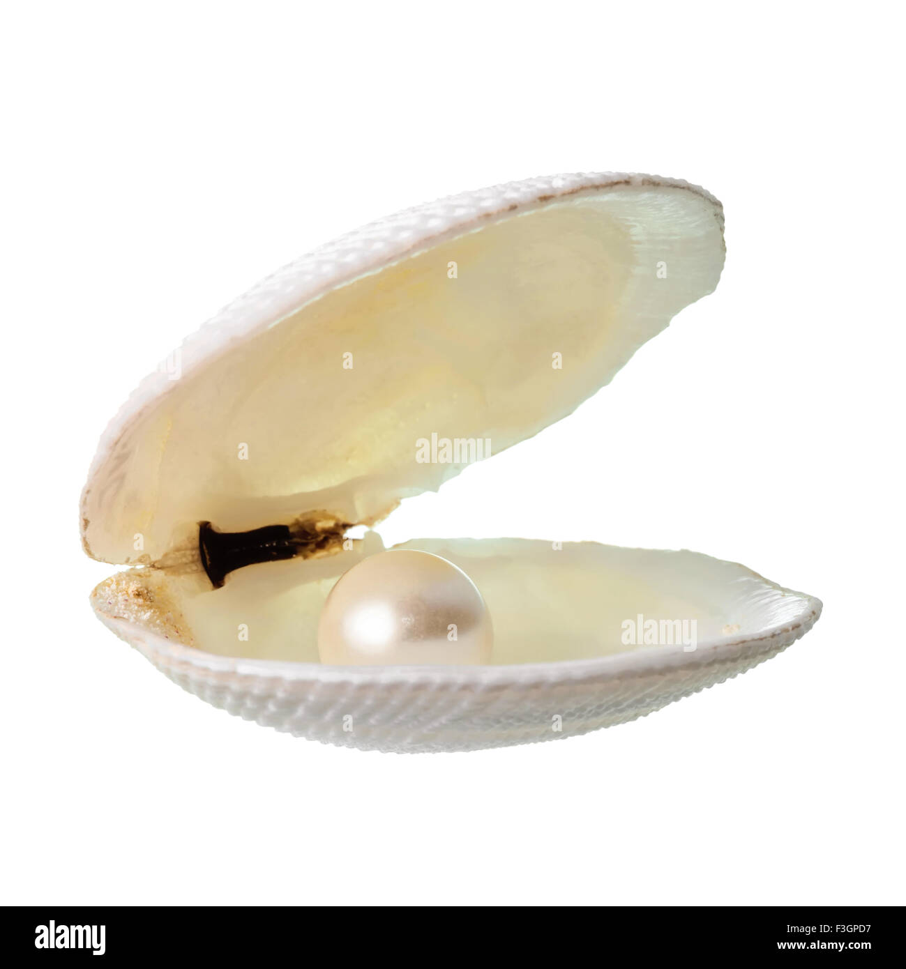 open white cockleshell with pearl is isolated on white background ...
