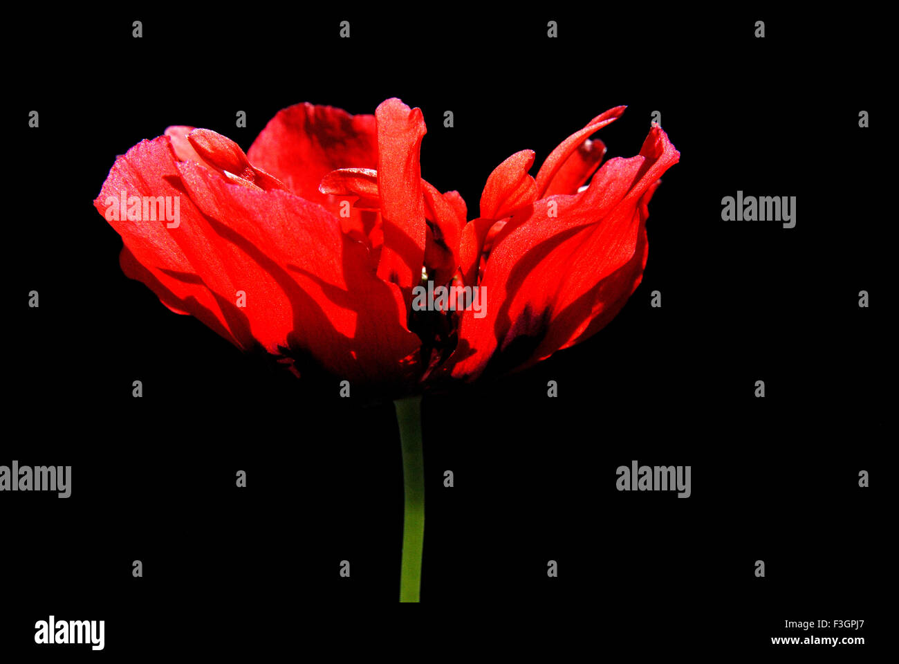 Indian shot flower hi-res stock photography and images - Alamy