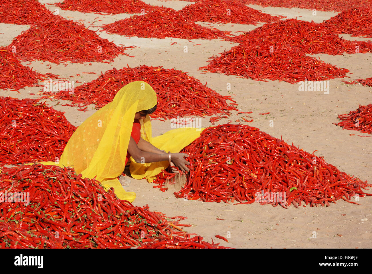 Girl doing chilli drying process ; Mathania ; Jodhpur ; Rajasthan ...