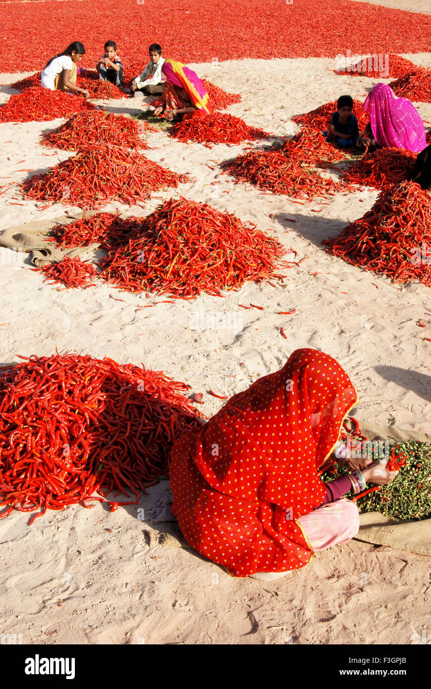 Women doing chilli drying process ; Mathania ; Jodhpur ; Rajasthan ...