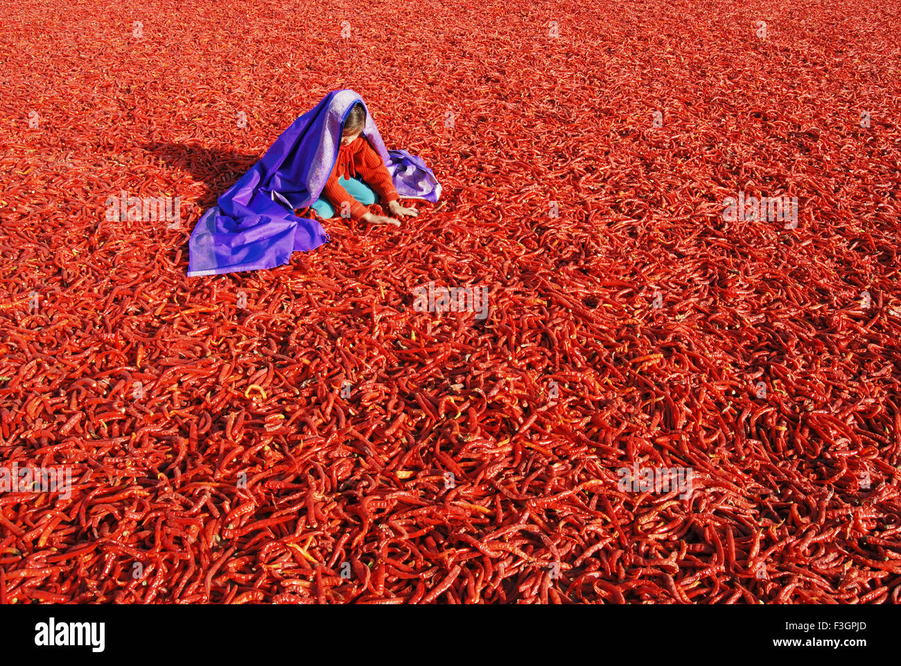 Girl doing chilli drying process ; Mathania ; Jodhpur ; Rajasthan ...