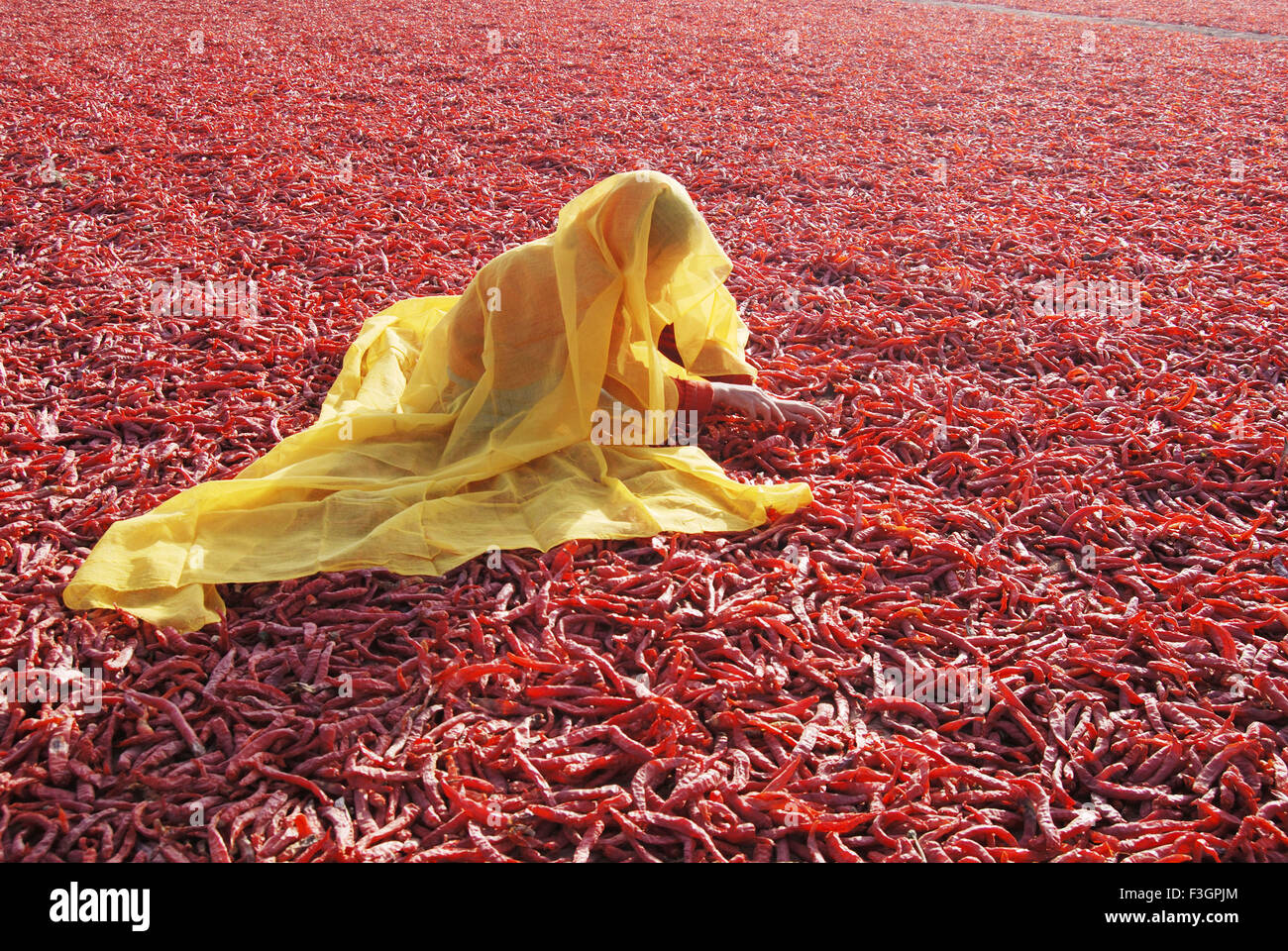 Woman drying red chilli Mathania Jodhpur Rajasthan India Stock Photo ...
