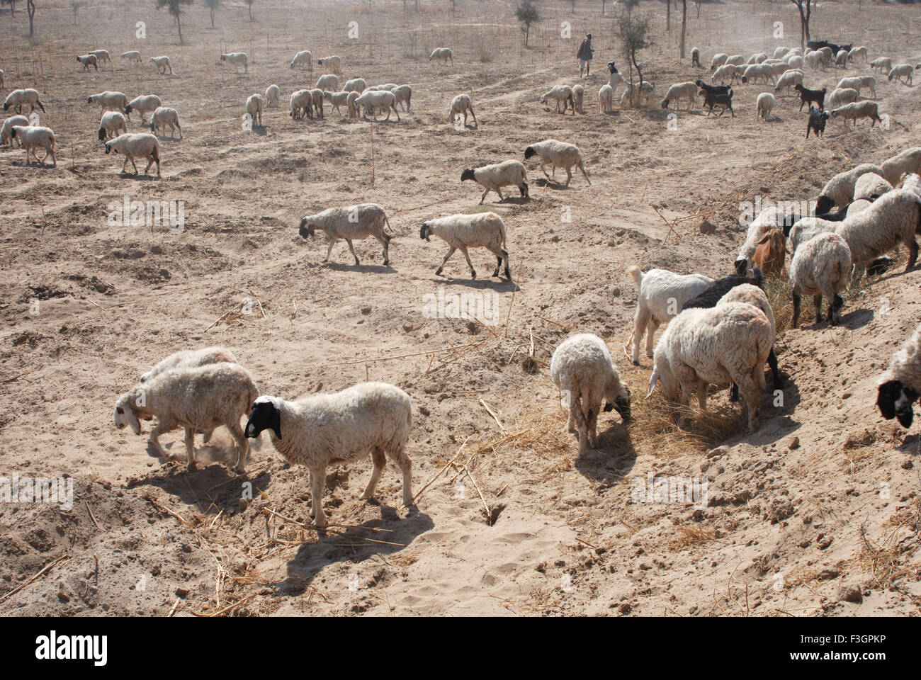 Ladnun rajasthan india hi-res stock photography and images - Alamy