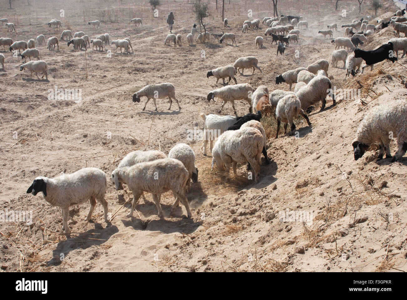 Nagaur hi-res stock photography and images - Alamy