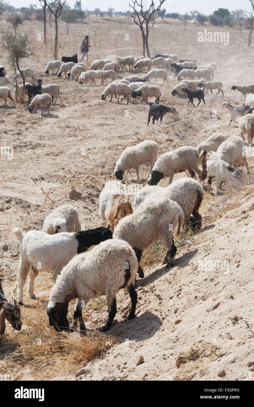 Sheep grazing, Ladnu, Ladnun, Nagaur, Rajasthan, India, Asia Stock ...