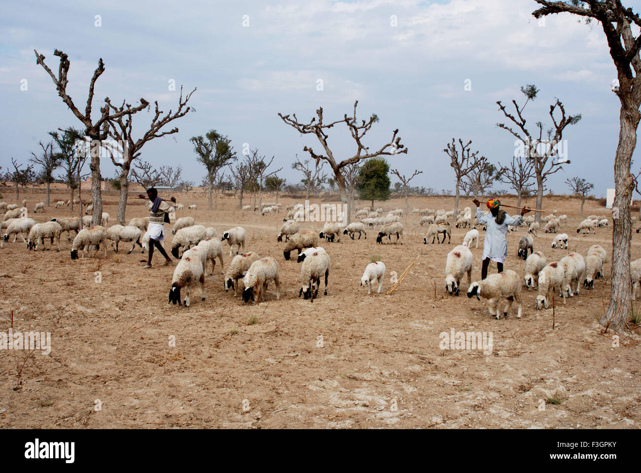 Shepherd looking at sheep engaged in grazing ; Ladnun ; Rajasthan ...
