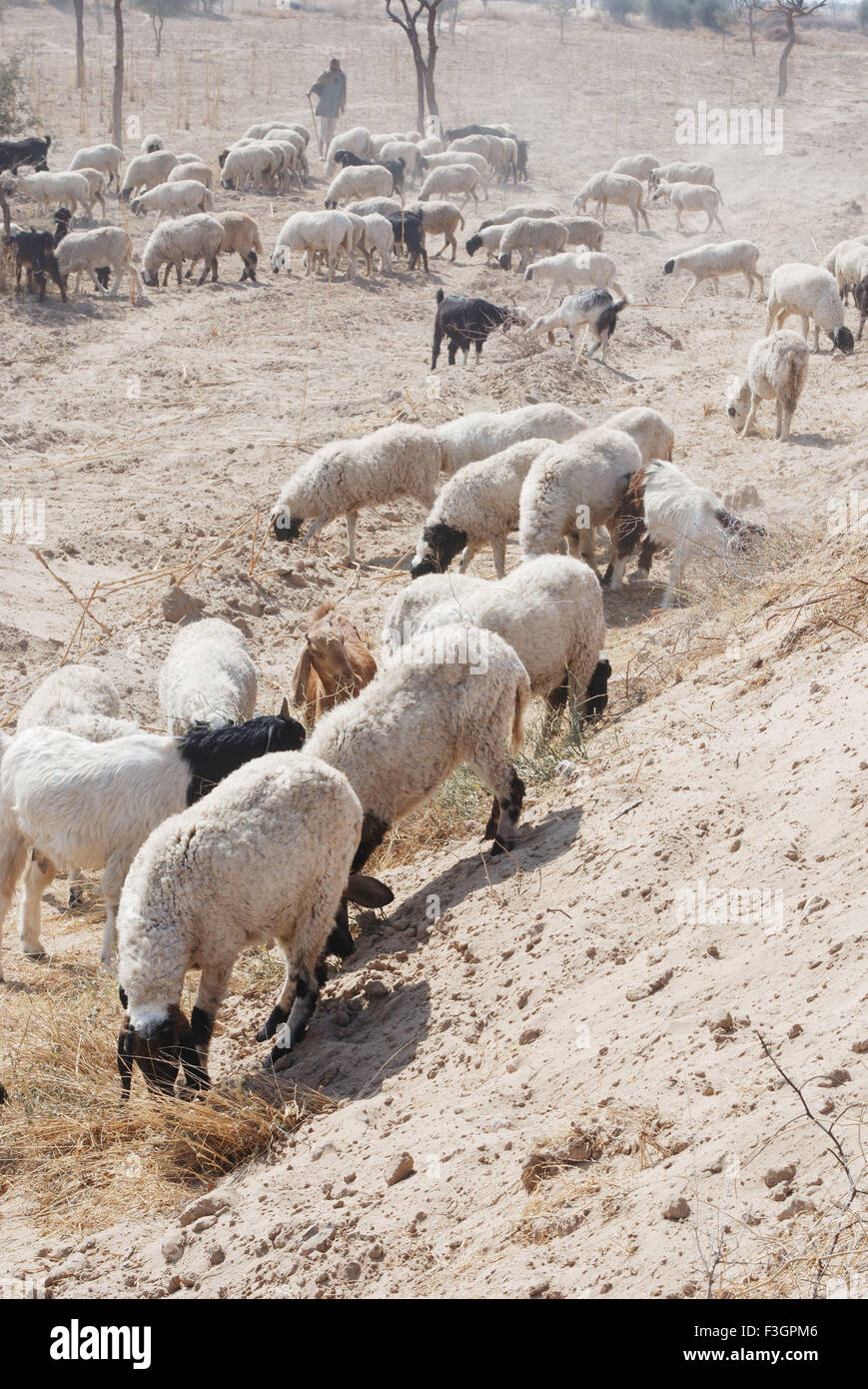 Sheep grazing, Ladnu, Ladnun, Nagaur, Rajasthan, India, Asia Stock ...