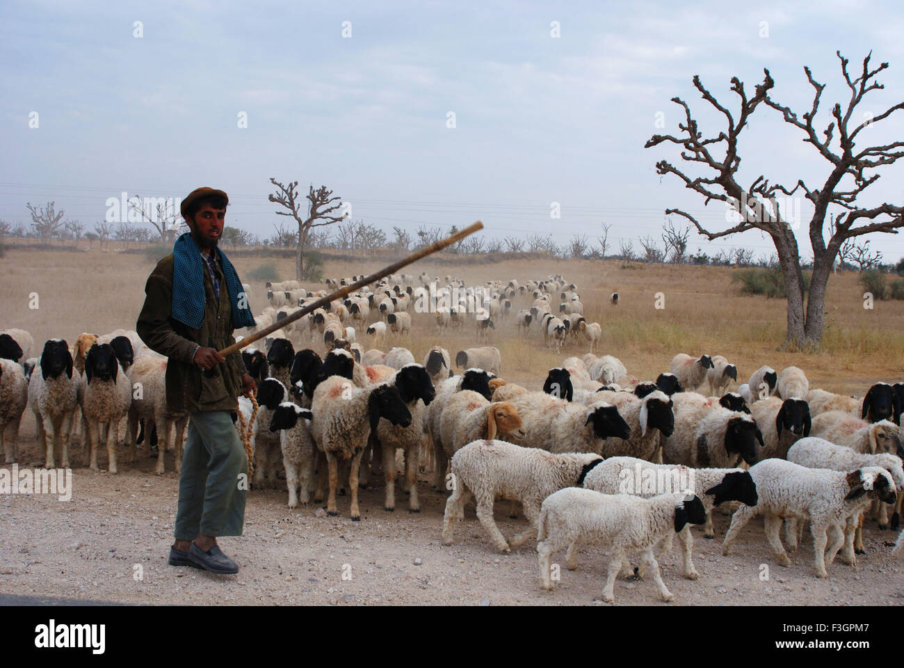 Shepherd holding stick and moving sheep ; Ladnun ; Rajasthan ; India ...