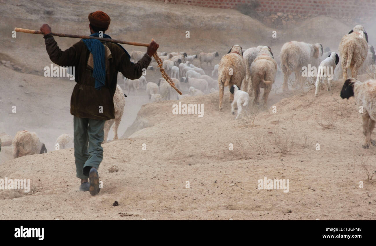 Shepherd holding stick and walking behind sheep ; Ladnun ; Rajasthan ...