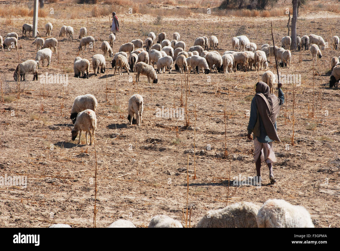 Moving Sheep Stock Photos & Moving Sheep Stock Images - Alamy