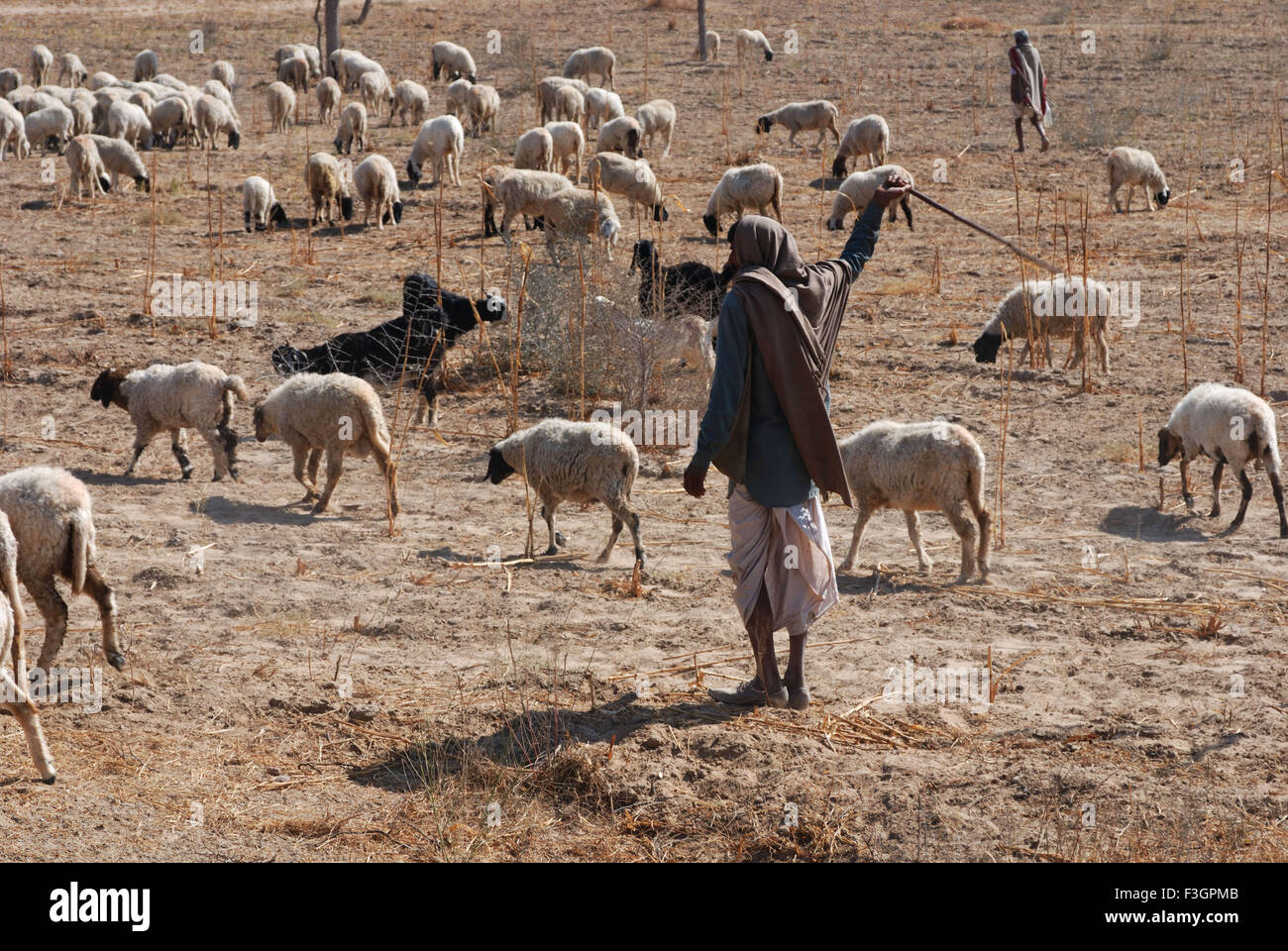 Shepherd holding stick and moving sheep ; Ladnun ; Rajasthan ; India ...