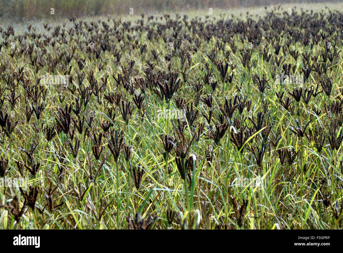 Nachni field hi-res stock photography and images - Alamy