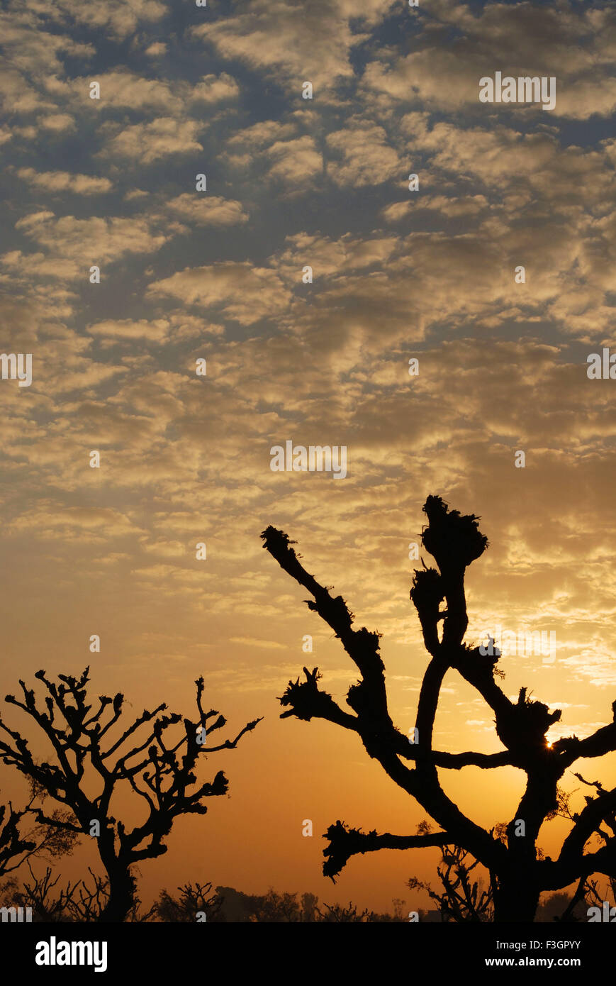 View of sky at sunrise time ; Ladnun ; Rajasthan ; India Stock Photo ...