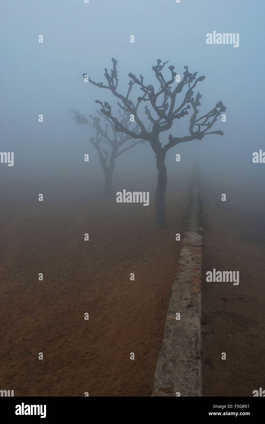 leafless trees in mist, Ladnu, Ladnun, Nagaur, Rajasthan, India, Asia ...