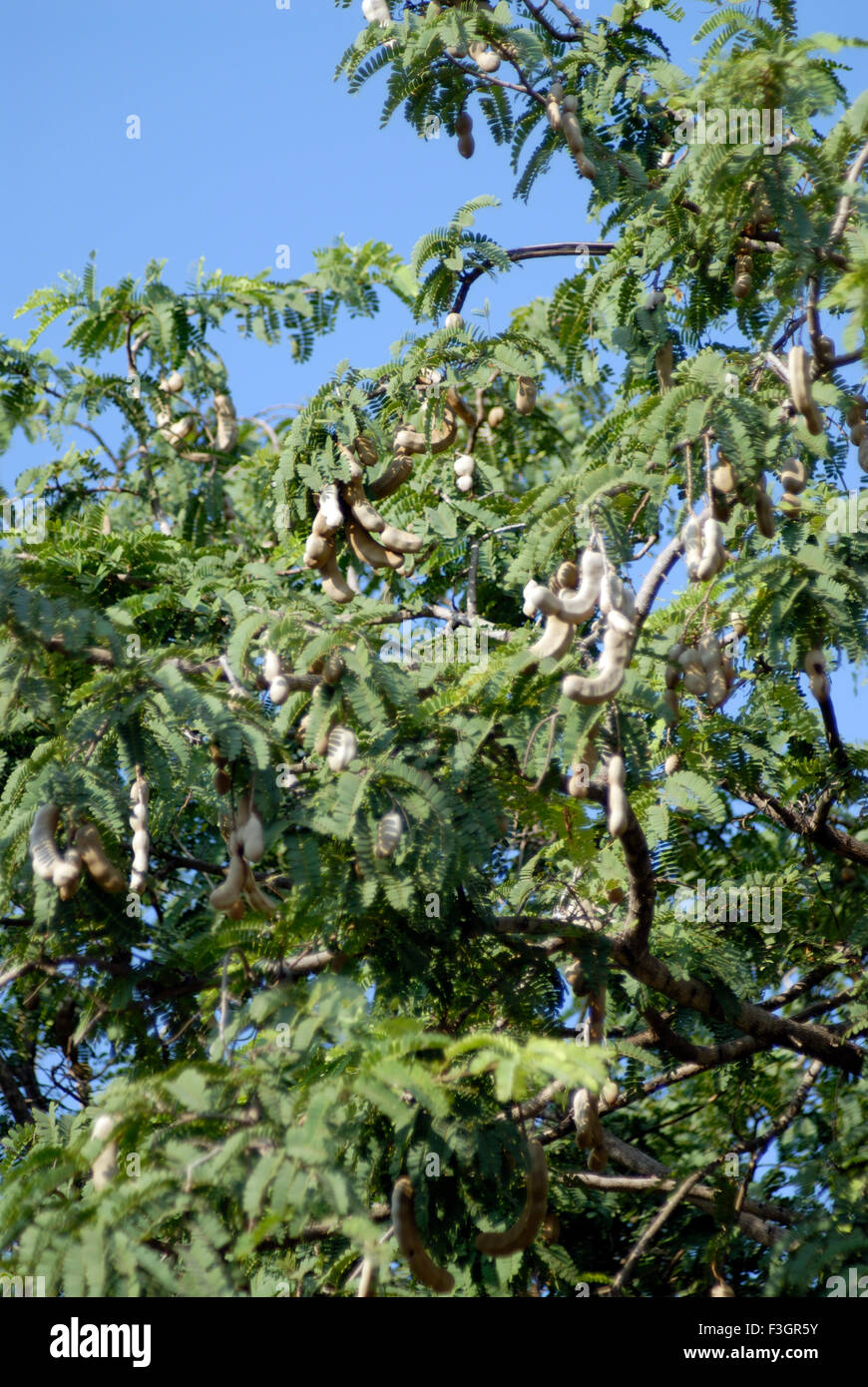 Tamarind Fruit Tree Tamarind(Grafted) Fruit Plants & Tree