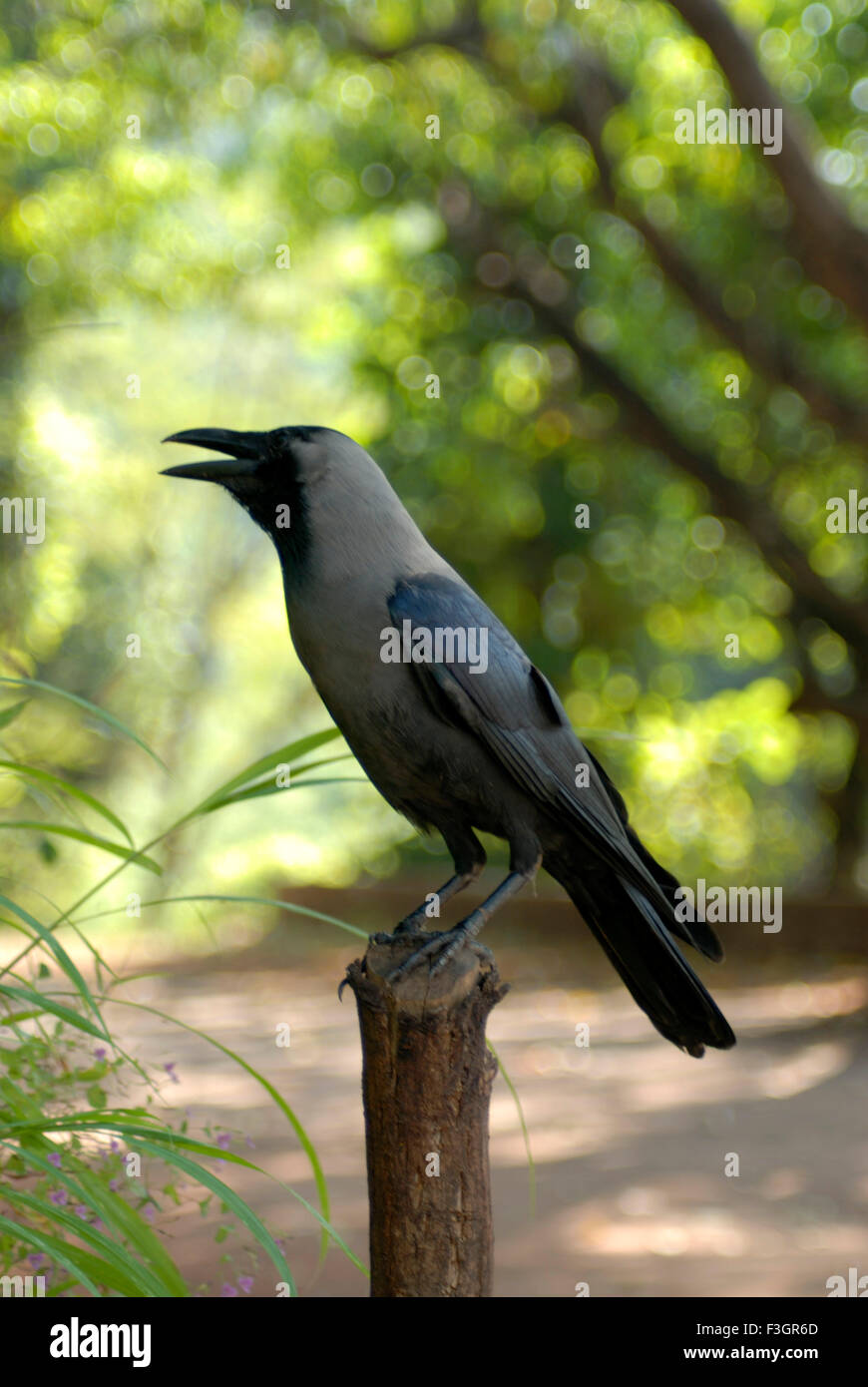 Crow bird birds hi-res stock photography and images - Alamy