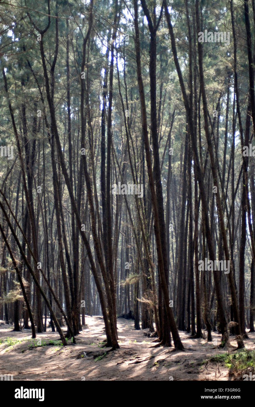 tree plantation, India, Asia Stock Photo - Alamy