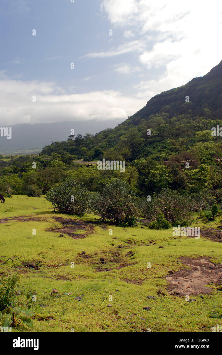 Greenery, Malshej Ghat, Western Ghats, Maharashtra, India, Asia Stock ...