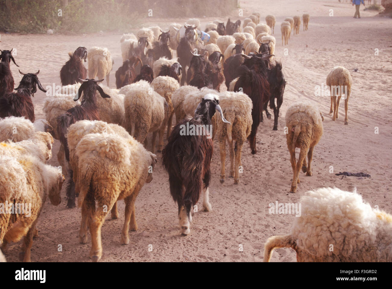 Sheep and goat hi-res stock photography and images - Alamy