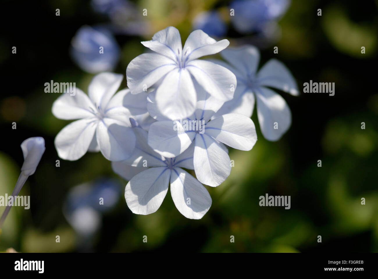 White flowers exterior hi-res stock photography and images - Alamy