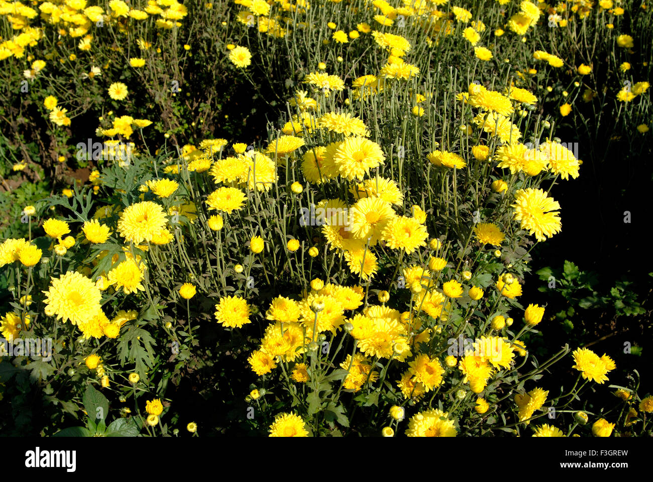 Horticulture ; Flowers farming ; Shevanti ; Taluka Purander ; District ...