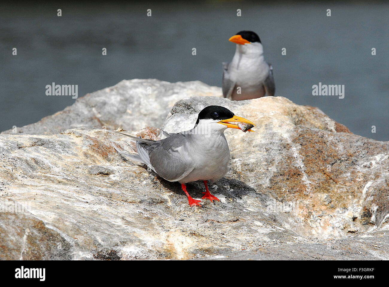 Birds of river hi-res stock photography and images - Alamy