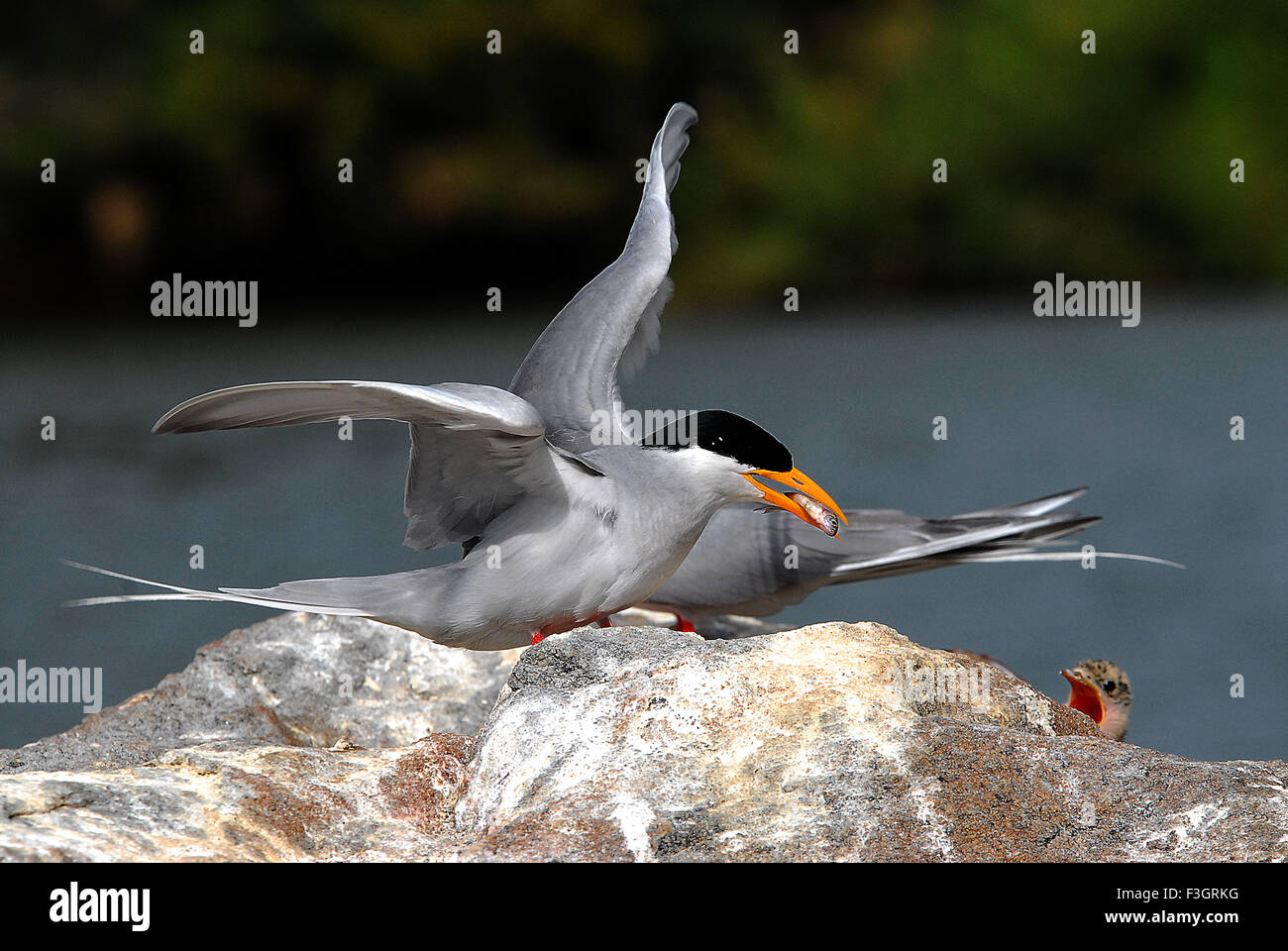Bird, River Tern feeding chick sitting on rock, Sterna aurantia ...