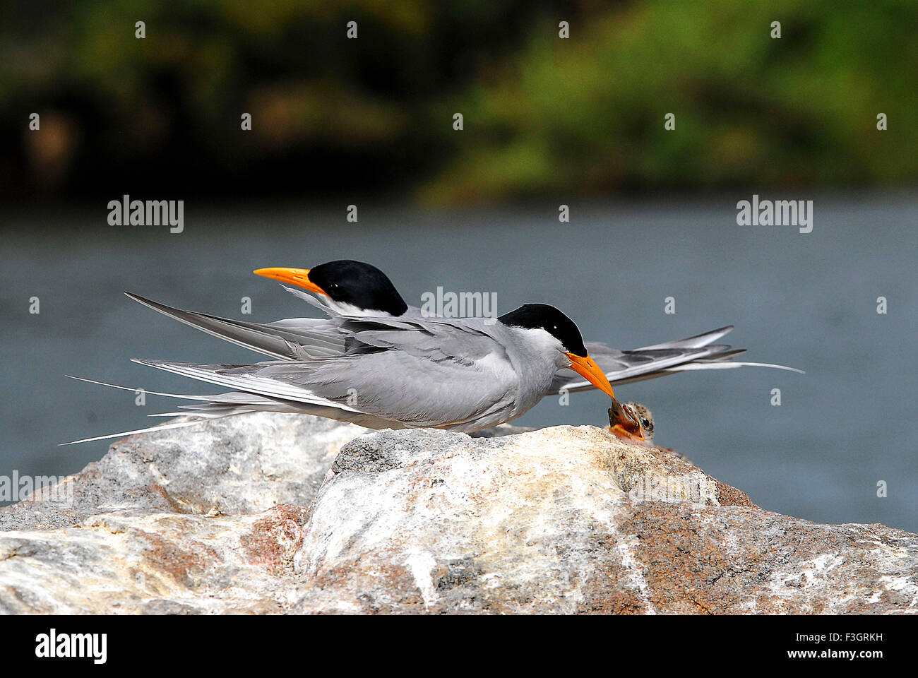 Bird, River Tern feeding chick sitting on rock, Sterna aurantia ...