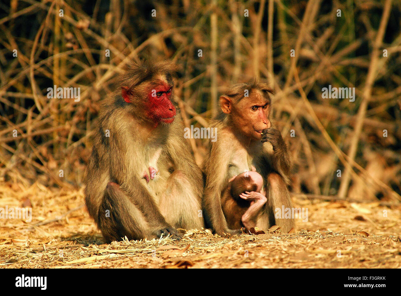 Macaca radiata monkey hi-res stock photography and images - Alamy
