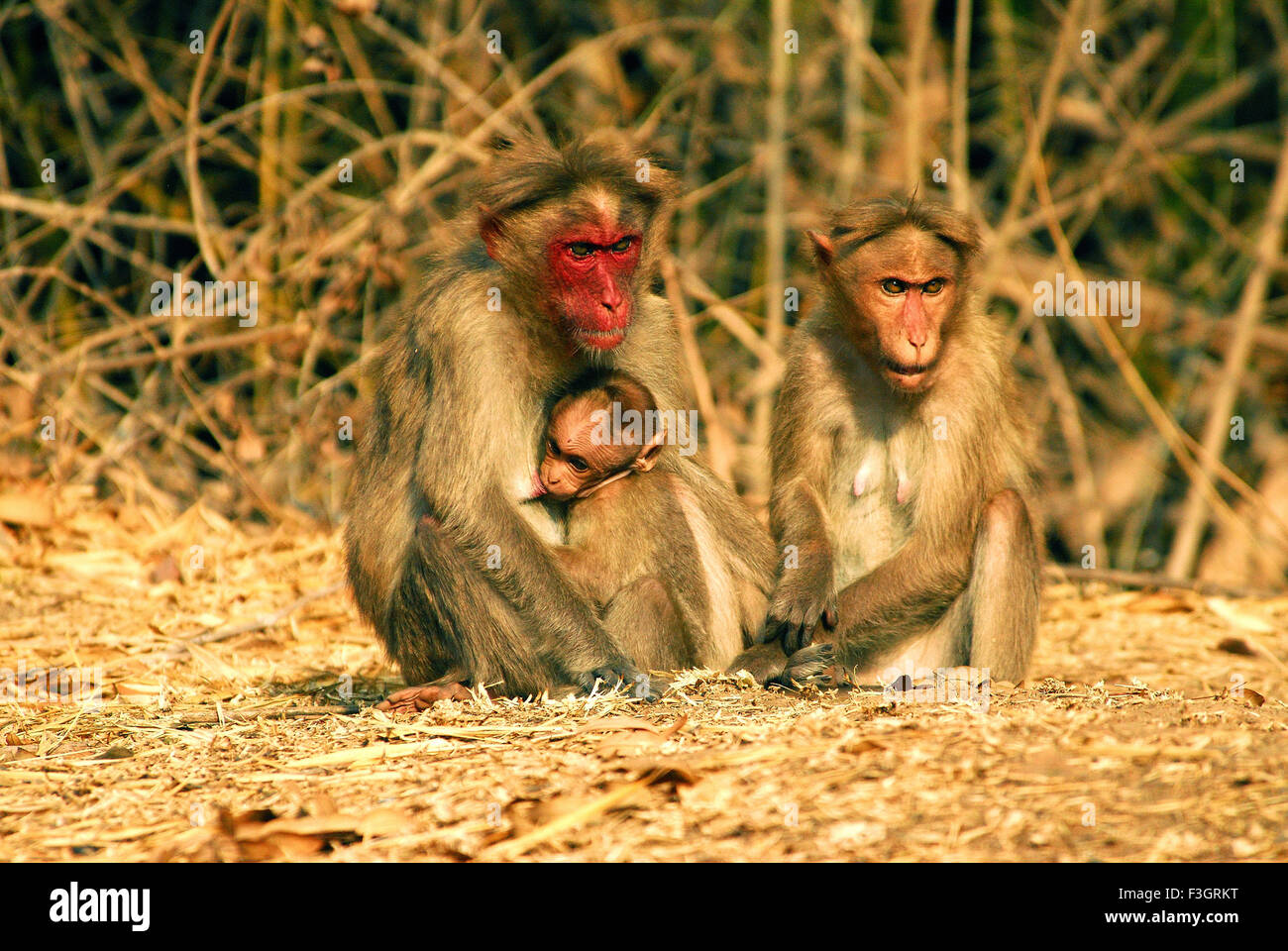 Macaca radiata monkey hi-res stock photography and images - Alamy