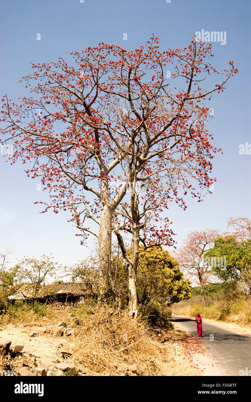 Ceiba tree india hi-res stock photography and images - Alamy