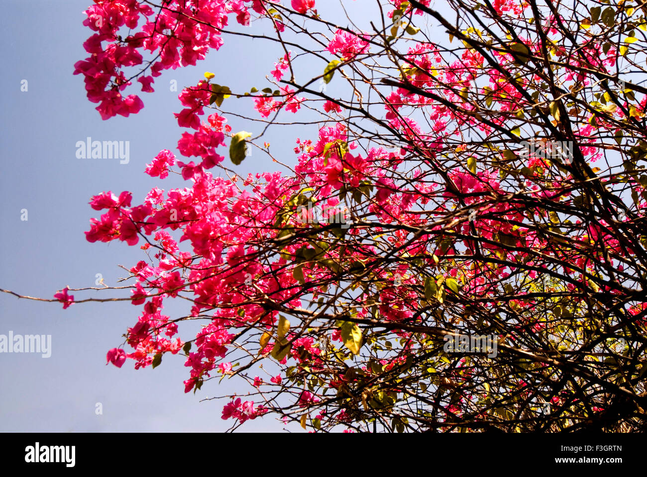 Flowering tree india hi-res stock photography and images - Alamy