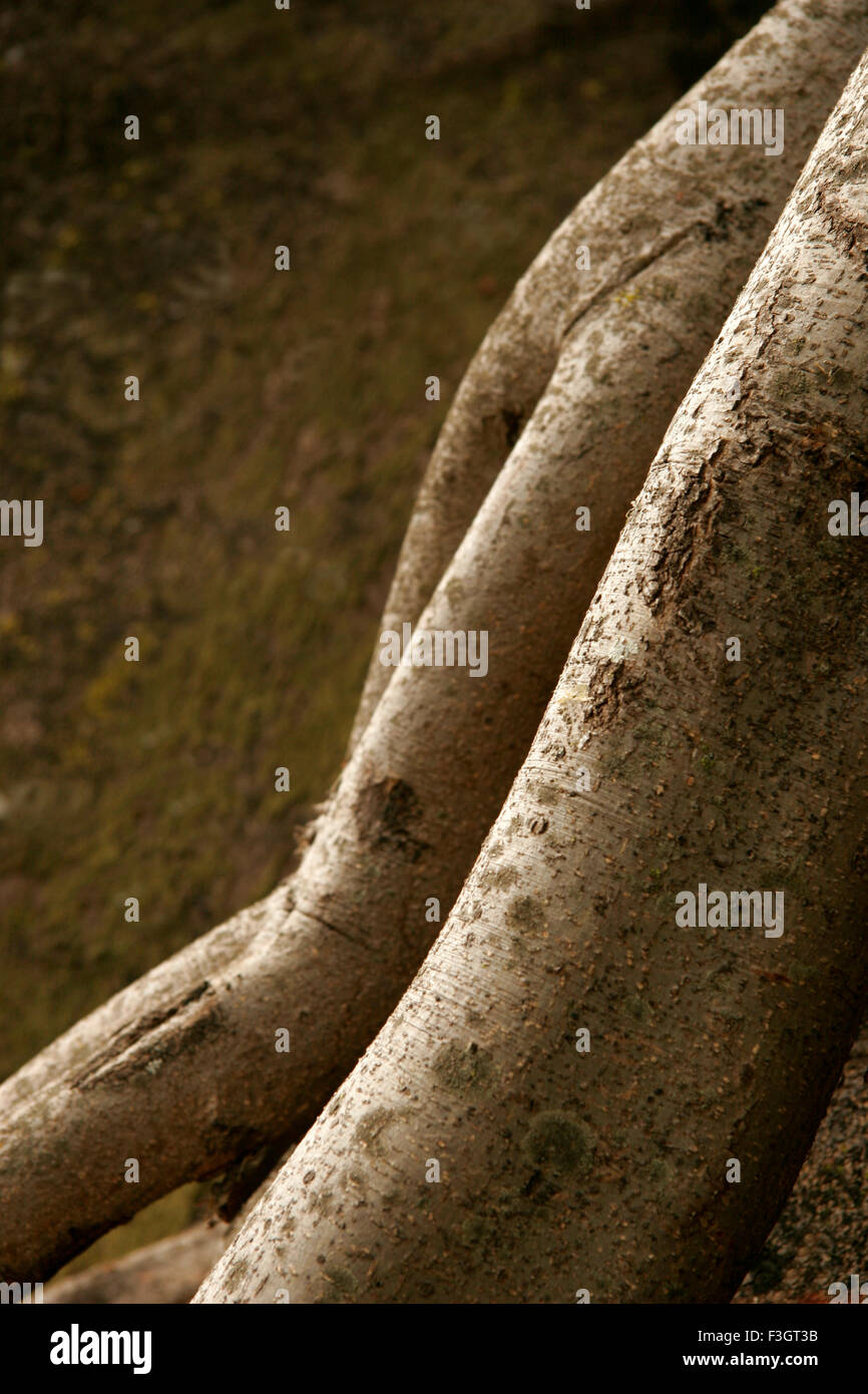 Abstract in nature ; A tree trunk having shape of hips and legs of ...