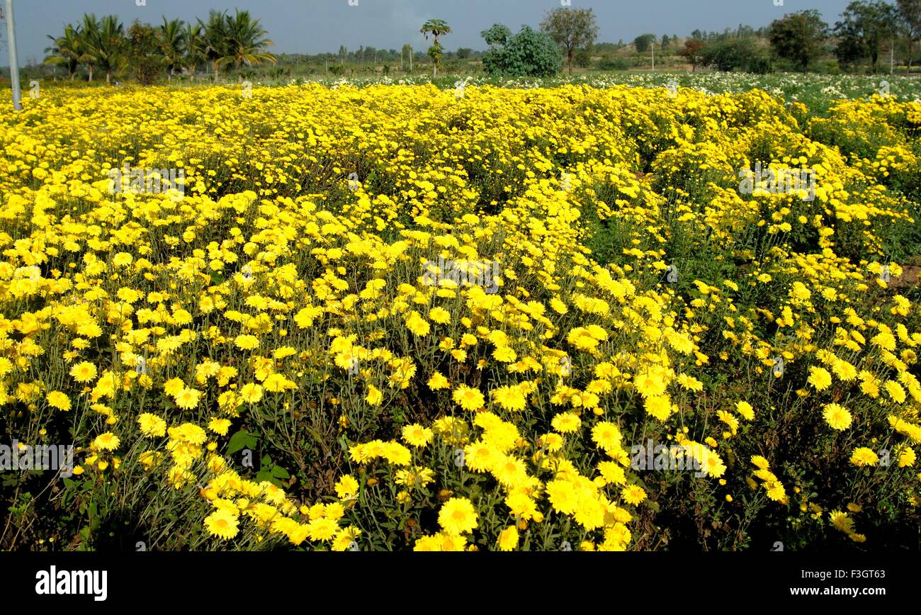 Shevanti hi-res stock photography and images - Alamy