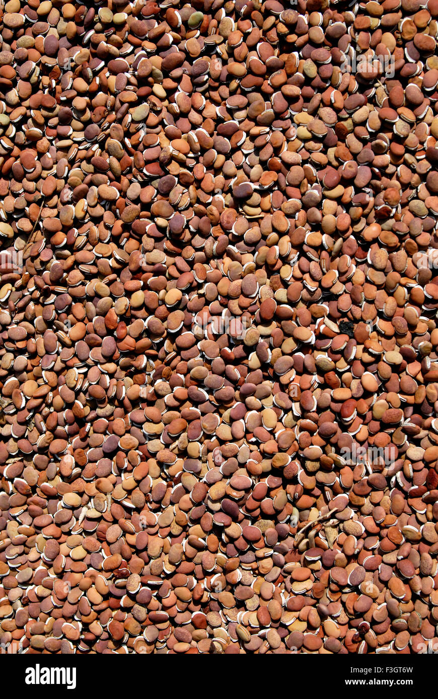 Leguminous Stock Photos & Leguminous Stock Images - Alamy