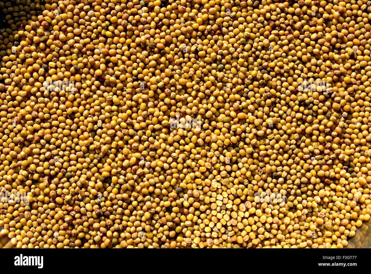 A kind of pulse yellow mug crop ; Maharashtra ; India Stock Photo - Alamy