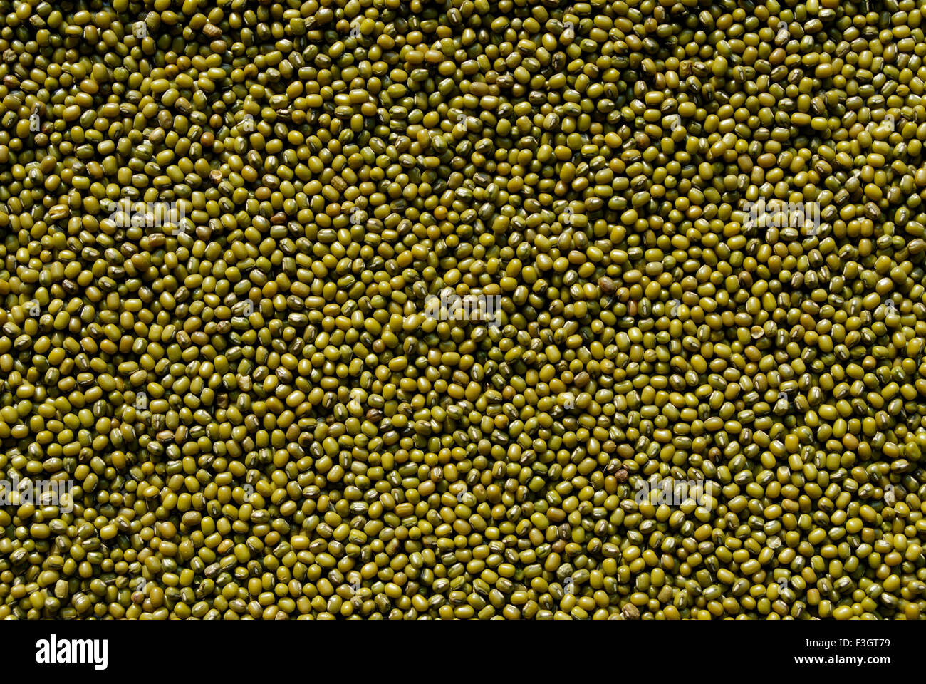 A kind of pulse green mug crop ; Maharashtra ; India Stock Photo - Alamy