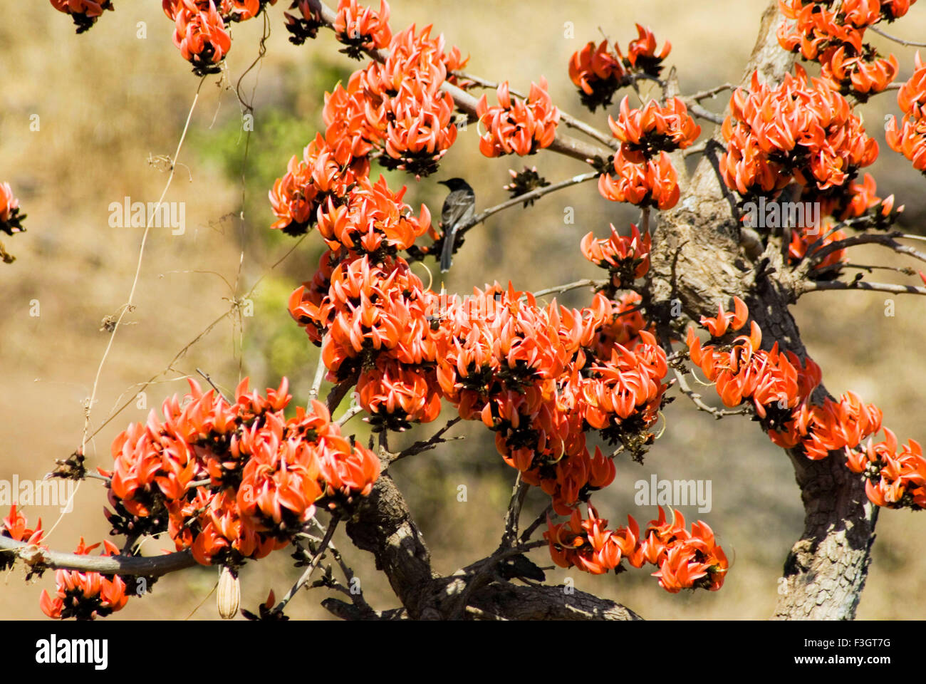 Butea monosperma india hi-res stock photography and images - Alamy