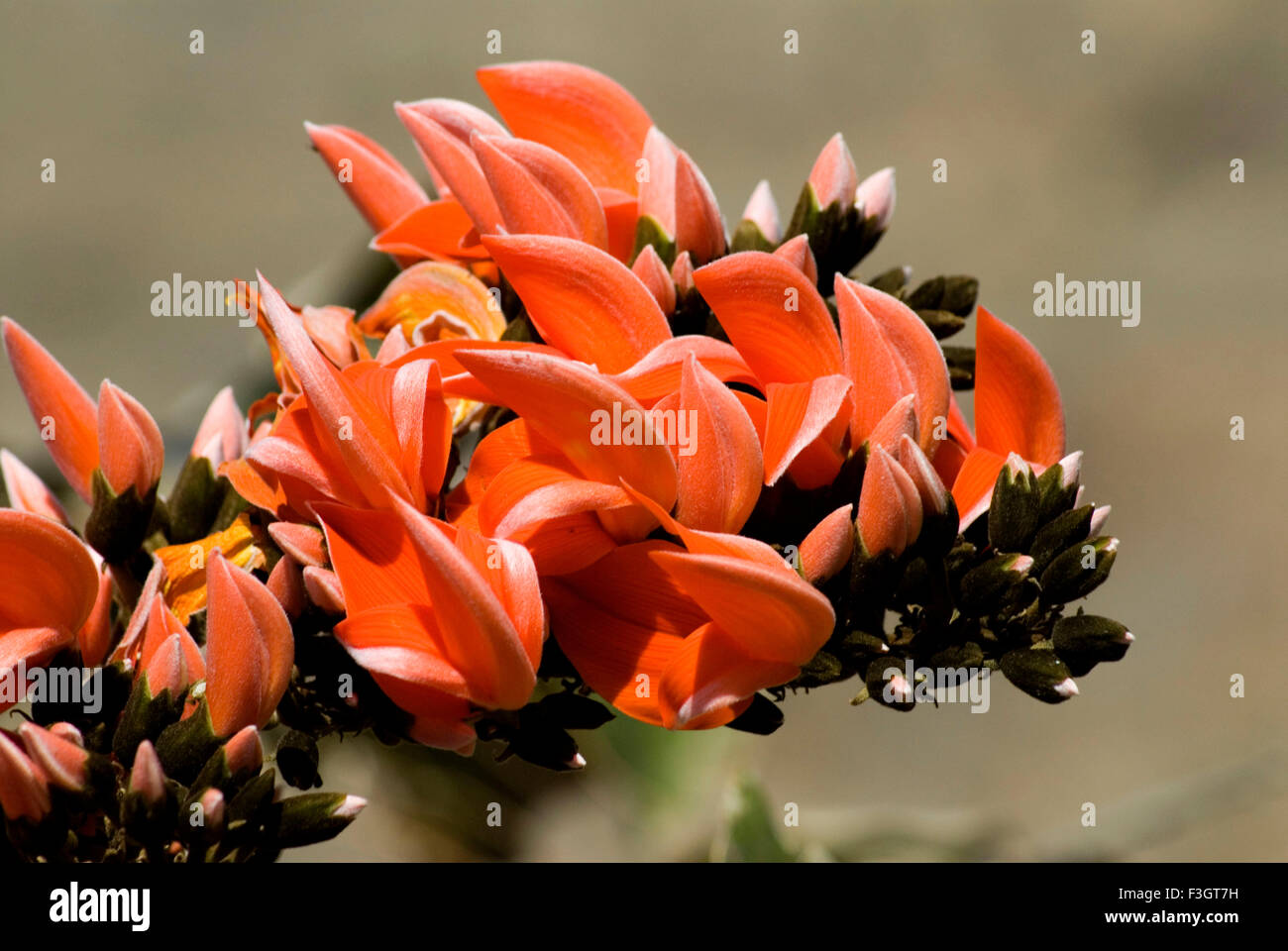 Tree local name palas butea monosperma Stock Photo - Alamy