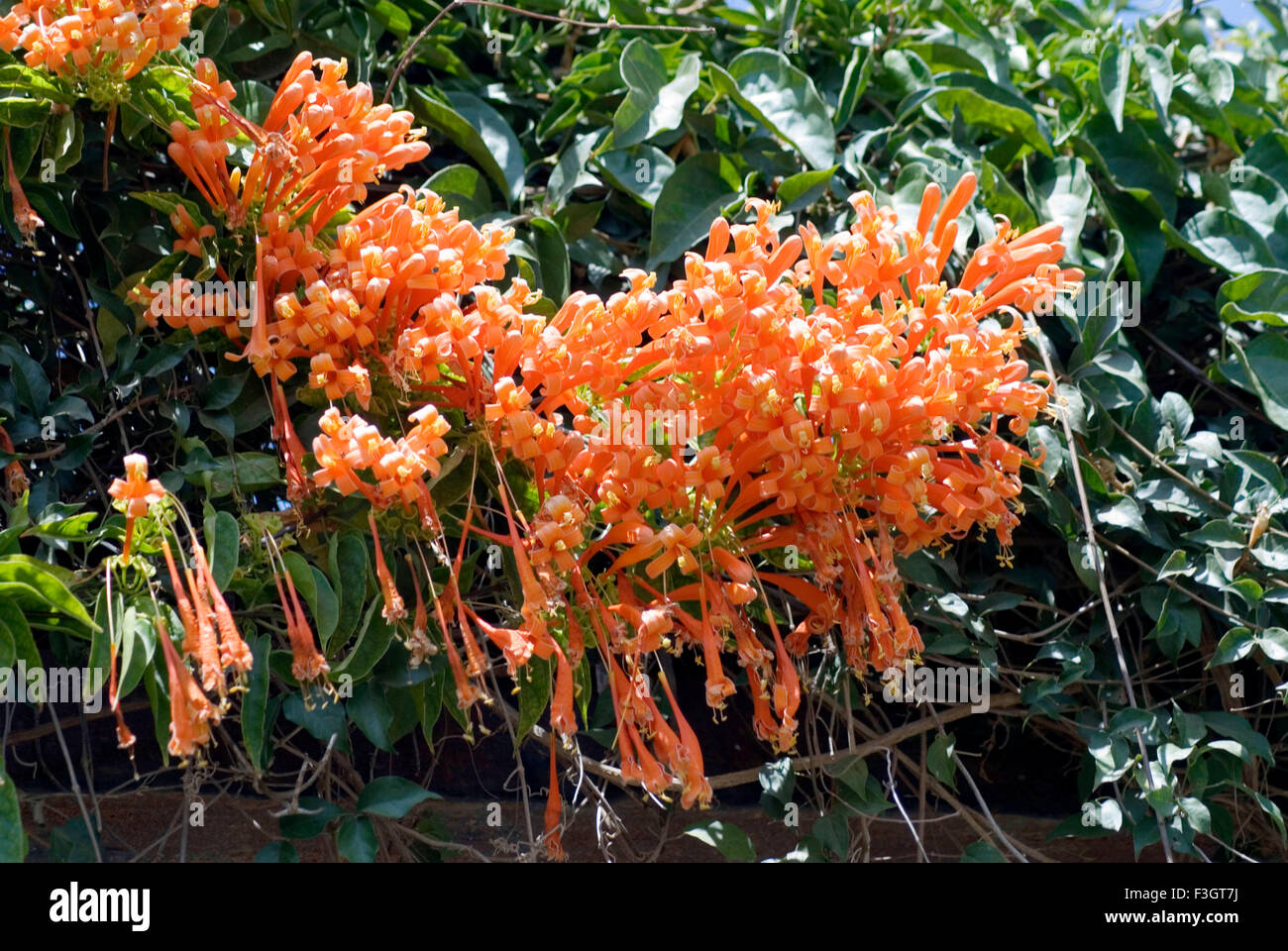 Vel hi-res stock photography and images - Alamy