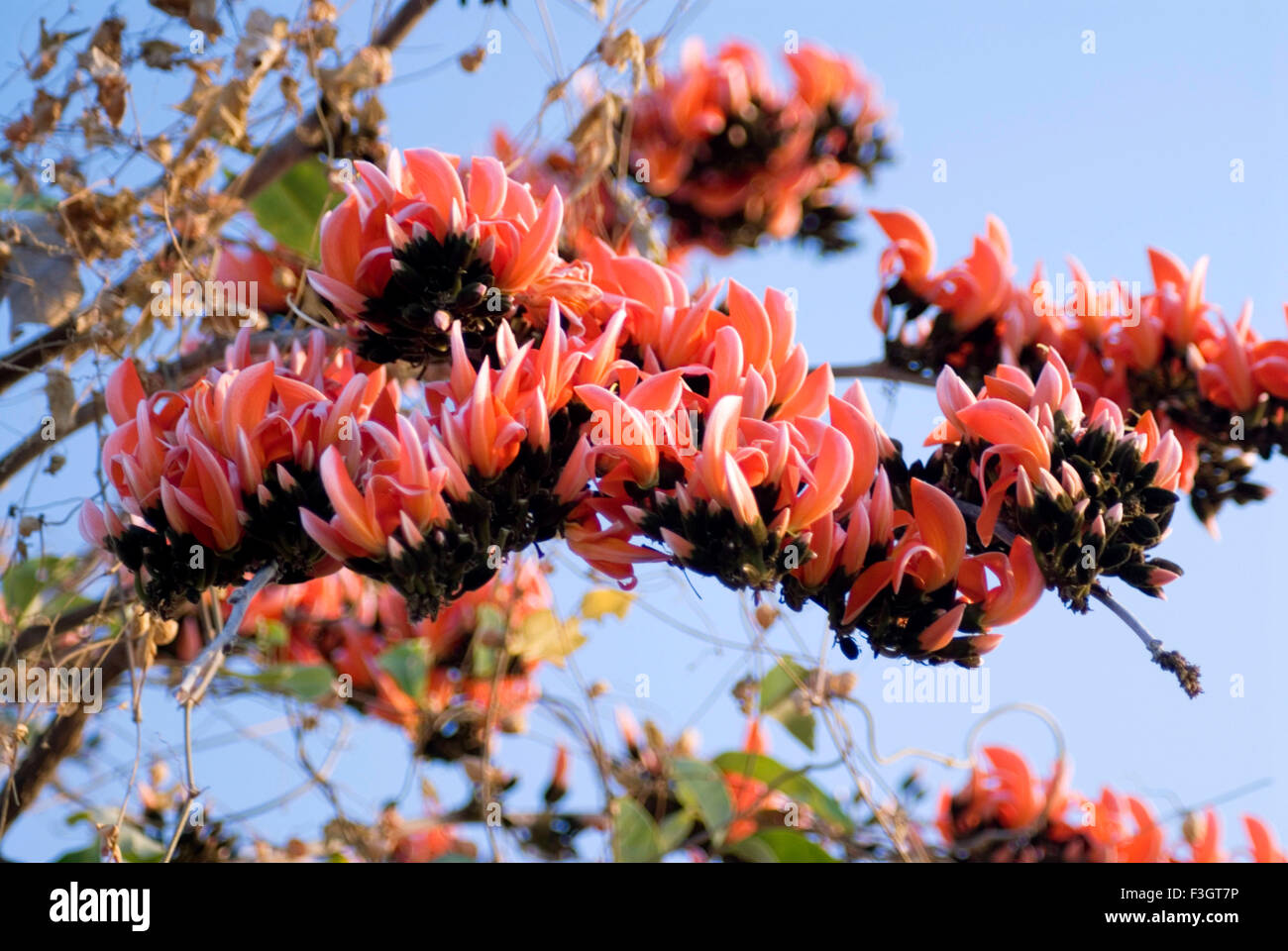 Butea monosperma india hi-res stock photography and images - Alamy
