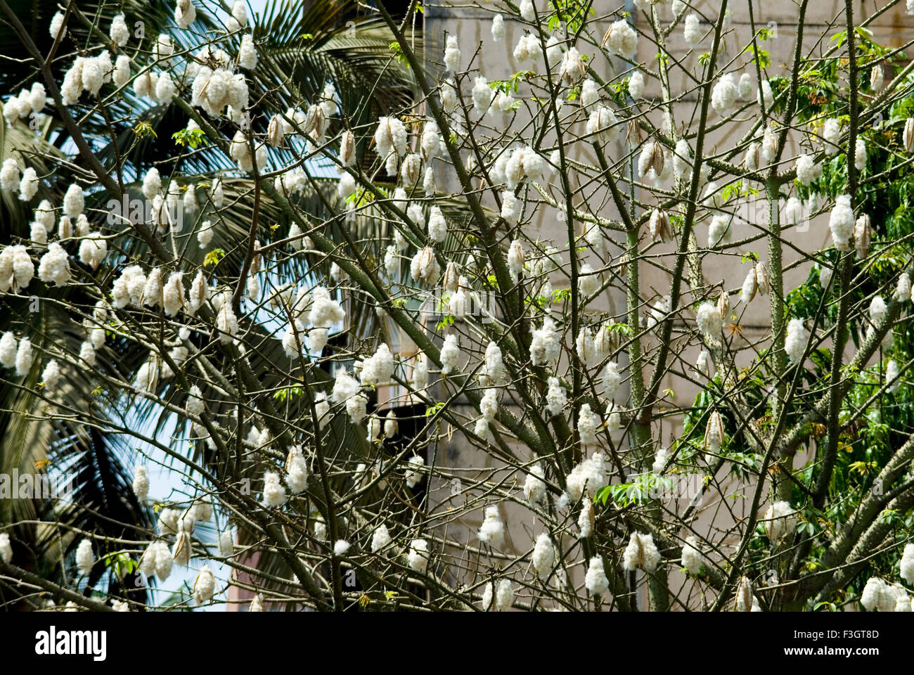 Indian bombax ceiba hi-res stock photography and images - Alamy