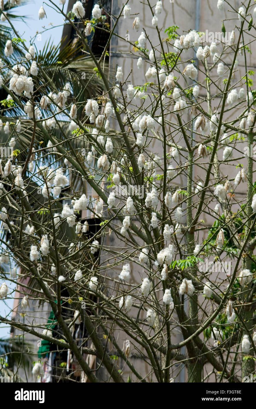 Bombax Ceiba tree with white flowers, savar tree, Maharashtra, India ...
